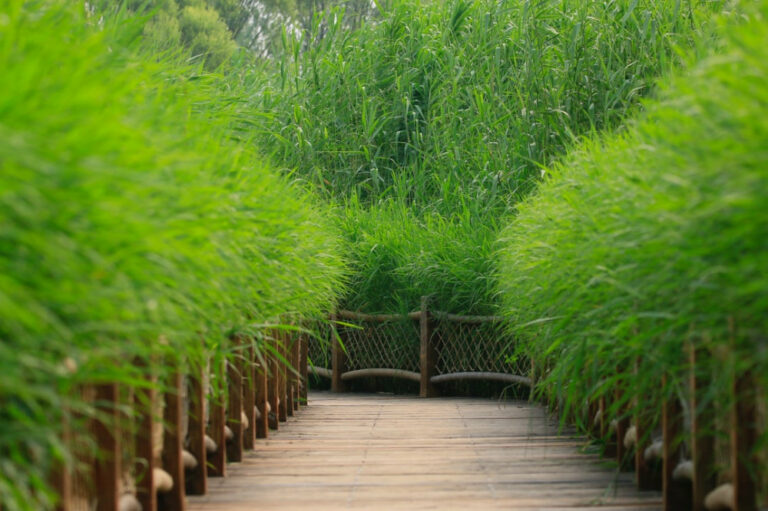 The Garden of Eden and the Tree of Life - Bible Study Ministry